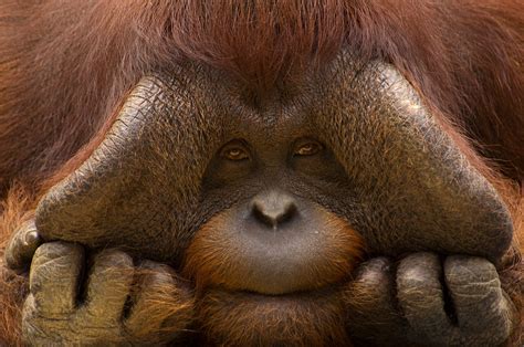 Tierlexikon Orang Utan WWF Panda Club