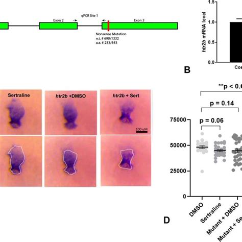A Schematic Of Exon Structure Of Zirc Htr2b Mutant B Qrt Pcr In Zirc Download Scientific