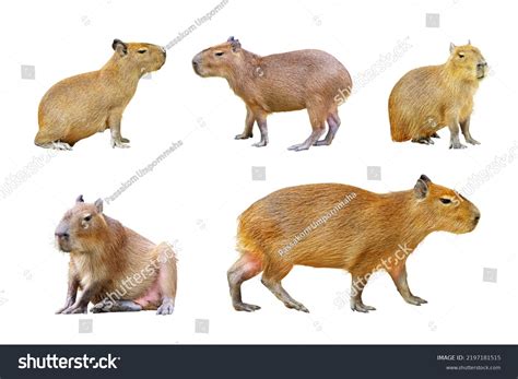 2092 Imágenes De Young Capybara Imágenes Fotos Y Vectores De Stock