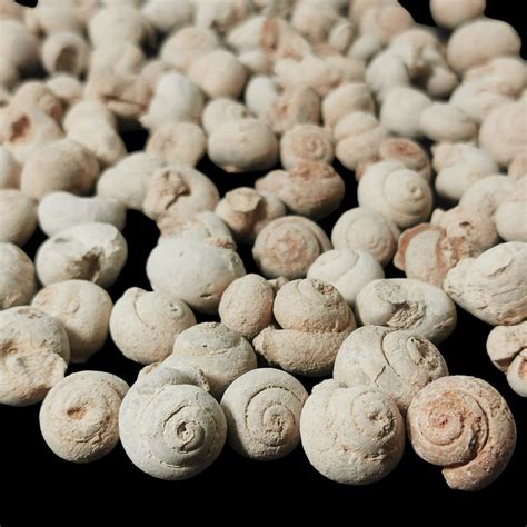 Gastropod Fossil