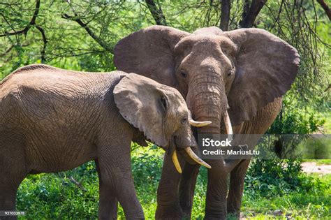 야생 코끼리 호수 Manyara 국립 공원에서 탄자니아입니다 갈색에 대한 스톡 사진 및 기타 이미지 갈색 거인 거친
