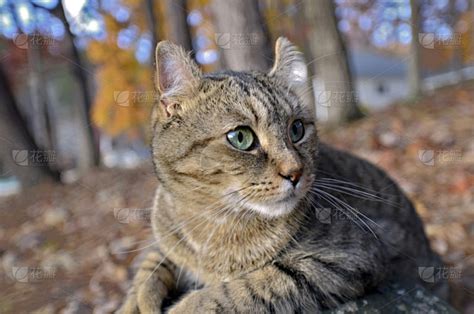 可爱的汉兰达猞猁猫在户外