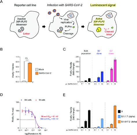 An Optimised Luminescent Sars Cov 2 Reporter Cell Line A Schematic