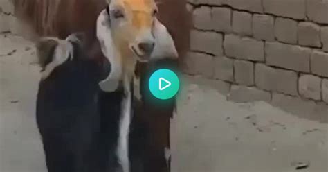 You Gotta Jive With It Album On Imgur