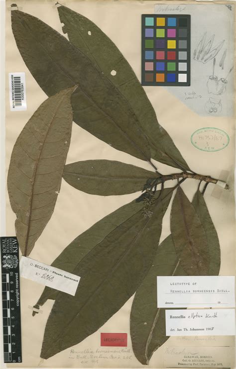 Rennellia Elliptica Korth Plants Of The World Online Kew Science