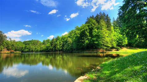 Meadow Trees Viewes Pond Car For Phone Wallpapers 1920x1080