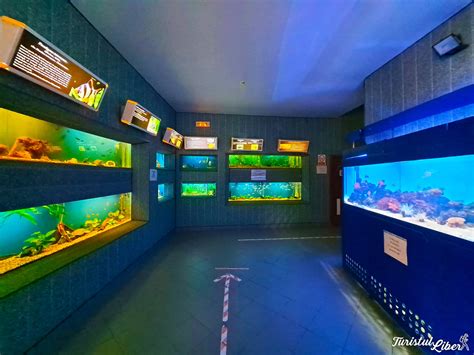 Acvariu Constanta Afla De Ce Merita Sa Il Vizitezi Turistulliberro