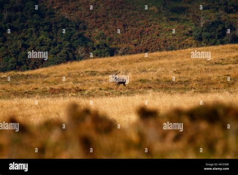 A Magnificent Royal Stag 12 Pointer Holds A Big Herd Of Hinds Which