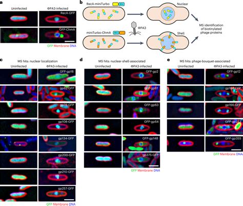Identification Of Jumbo Phage Nuclear Shell Associated Proteins A Download Scientific Diagram