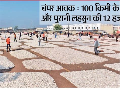 Bumper Arrival 12 Thousand Bags Of New And Old Garlic Arrived From A