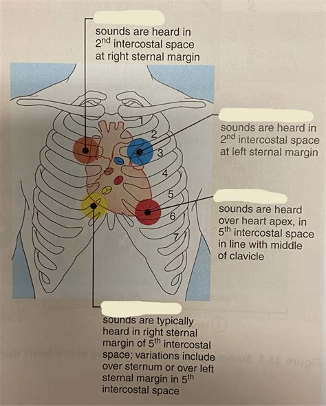 Auscultation Heart Sounds Diagram Quizlet