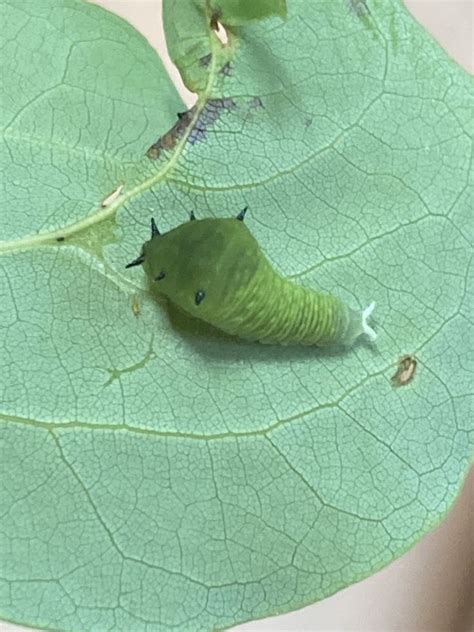 Pin by Yukiko on 虫 Plant leaves Plants Garden