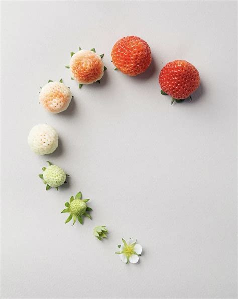 Life Of A Strawberry Flower Life Cycle Strawberry Plants Strawberry