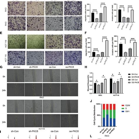 Pkcδ Promotes The Invasion And Migration Of Crc Cells A Pkcδ
