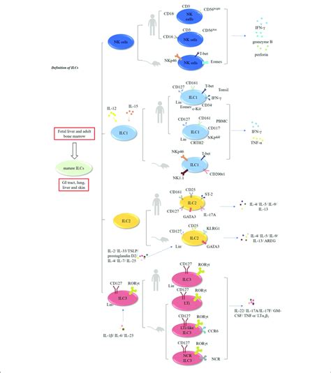 Characteristic Of Ilcs Ilcs Encompass Nk Ilc1 Ilc2 And Ilc3
