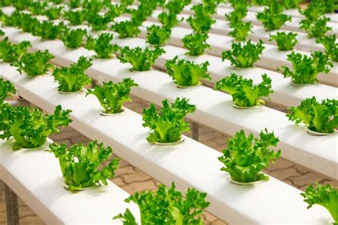 What Is Hydroponics And How Does It Work Voice Of Plant