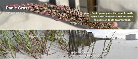 9 Coastal Plants That Restore And Stabilize Coastal Dunes