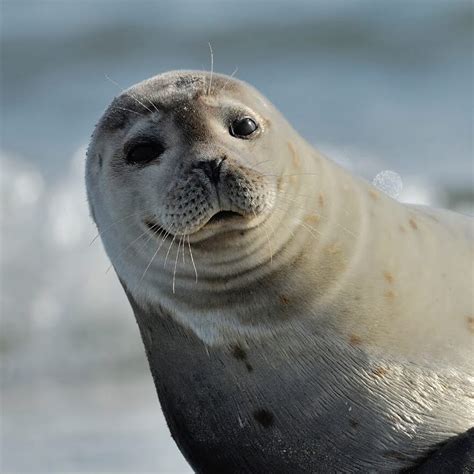 Seal YouTube