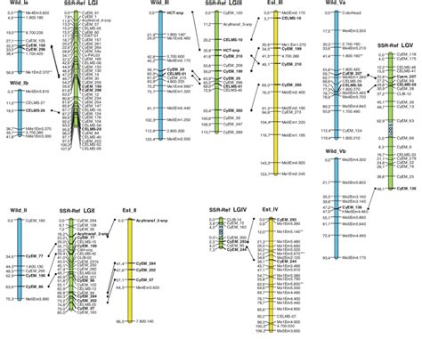 A B C Genetic Linkage Maps Of Wild Cardoon Blue Lgs Shown On The