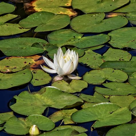 Nymphaea 10000 Things Of The Pacific Northwest