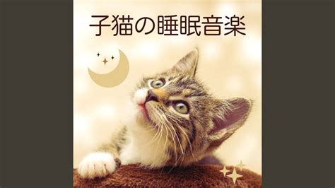 子猫の気持ち Youtube