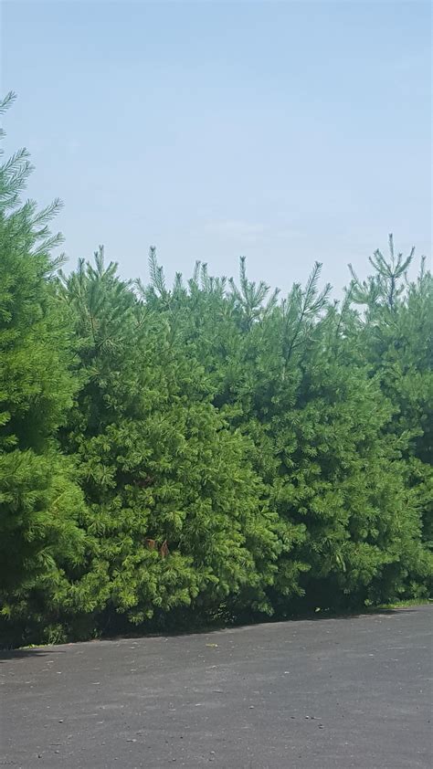 Ok To Prune These Pine Trees In July Album On Imgur