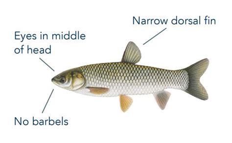 Common Carp Asian Carp Canada
