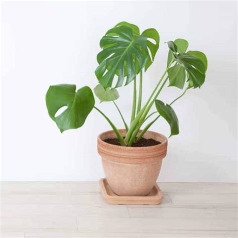 15 Best Air Cleaning Houseplants Boots And Hooves Homestead