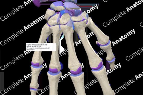 Styloid Process Of Third Metacarpal Bone Complete Anatomy