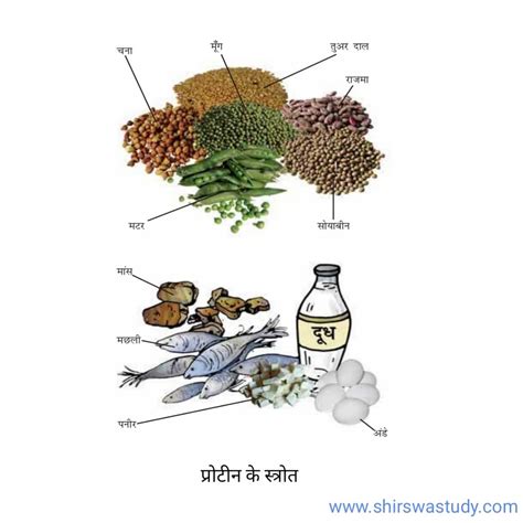 प्रोटीन क्या है परिभाषा प्रकार प्रोटिन के कार्य संरचना Protein