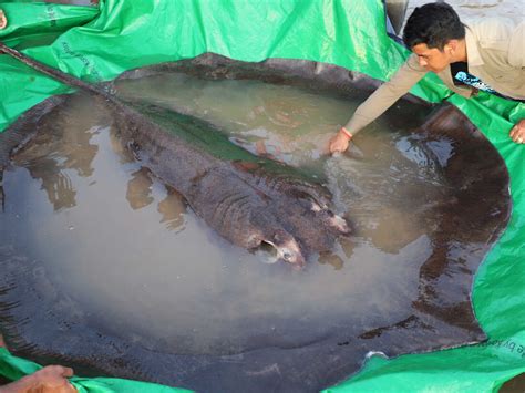 Cambodian Catches Worlds Largest Recorded Freshwater Fish Scientists