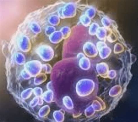 Immunocyte Markers Creative Diagnostics