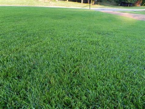 Growing Zoysia Grass Maintenance Care Fertilizer And More How To Grow