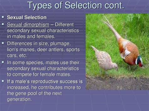 Evolution Of Populations Ppt Download