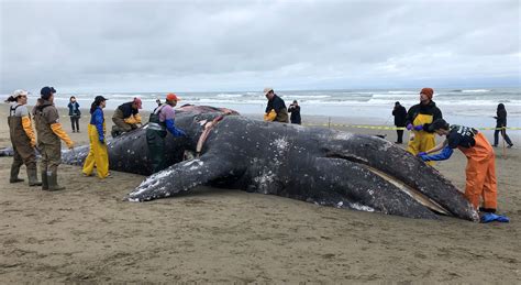 2019 Report Of Marine Mammal Strandings In The United States Noaa