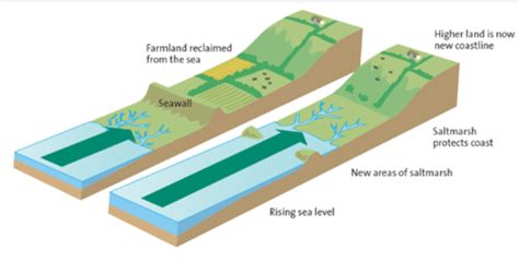 Soft Engineering Coastal Management Flashcards Quizlet