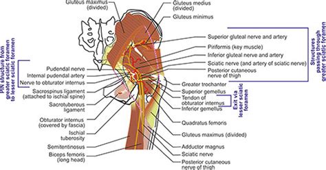 Lesser Sciatic Foramen
