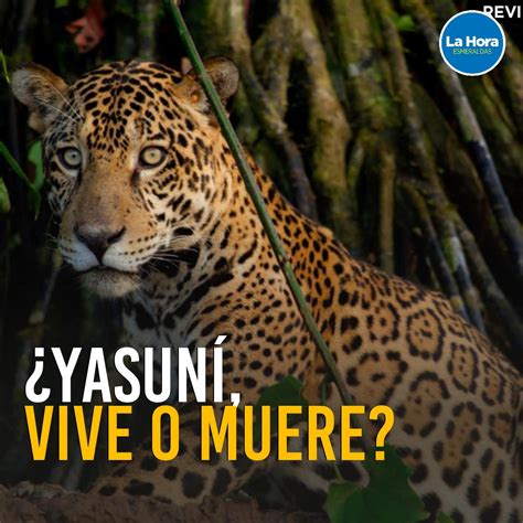 La Hora Ecuador on Twitter RevistaSemanal En el Yasuní se gesta