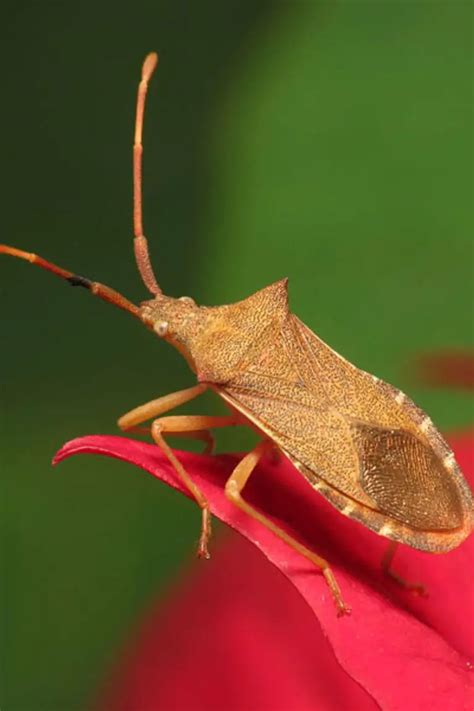 How To Get Rid Of Squash Bugs In The Garden