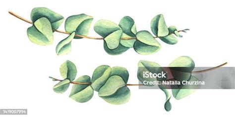 유칼립투스 나무의 두 가지 수채화 그림 아늑한 겨울의 큰 세트에서 고립 된 물체 식물 축하 축제의 장식 디자인 및 작곡을 위해 0명에 대한 스톡 벡터 아트 및 기타 이미지