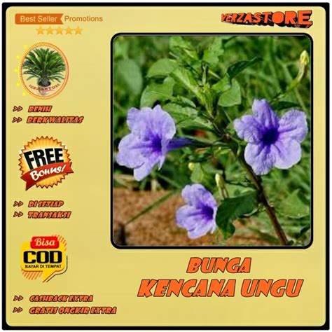 Jual Biji Benih Bunga Kencana Ungu 15 Biji Shopee Indonesia
