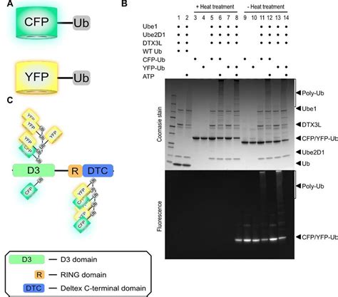 Fluorescent Ubiquitin Fusion Proteins Can Be Used In A Ubiquitination