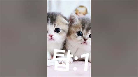 고양이 프사 Youtube