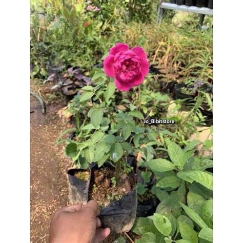 Jual Bibit Bunga Mawar Kampung Wangi 100 Asli Shopee Indonesia