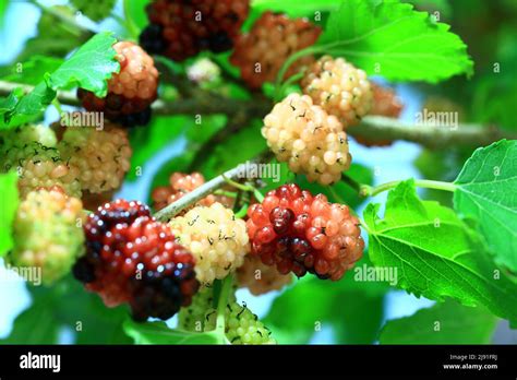 Fresh Full Yellow And Red Mulberries Growing On The Branches Of