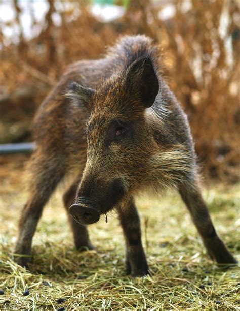 Santuario Vegan on Twitter Qué mirada tan bonita tiene Bellota No ve