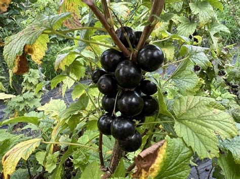 Why You Shouldnt Be Fooled By The Colour Of The Fruit The Cassis Evaluation 2024