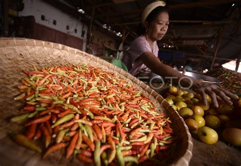 HARGA CABAI DI MANADO ANTARA Foto
