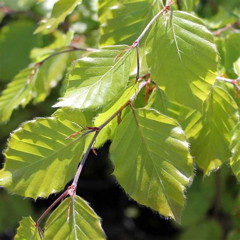Fagus Sylvatica European Beech Ornamental Garden Tree 5 6ft