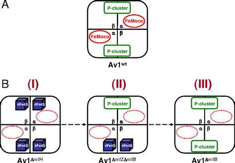 P Cluster Nitrogenase At Lilian Dixson Blog